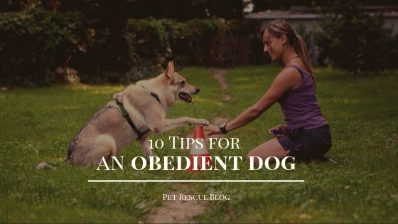 10 Tips For An Obedient Dog | Pet Training Tips | Pet Rescue Blog