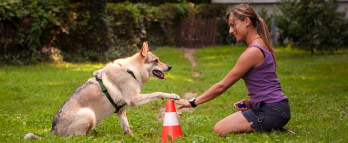 10 Tips for an obedient dog | Pet Training Tips | Pet Rescue Blog