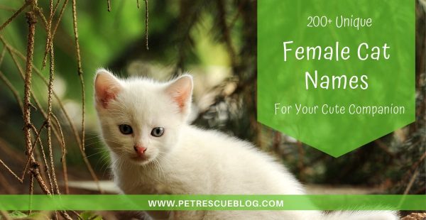 200+ Funny, Cute, Unique Female Cat Names For Your Cute Mate