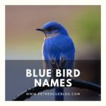 900+ Best Bird Names For Budgies, Parrots, Cockatiel