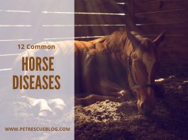 6 Most Common Horse Diseases