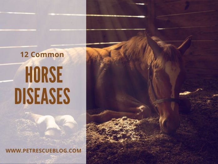 6 Most Common Horse Diseases