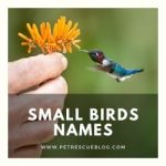 900+ Best Bird Names For Budgies, Parrots, Cockatiel