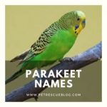 900+ Best Bird Names For Budgies, Parrots, Cockatiel