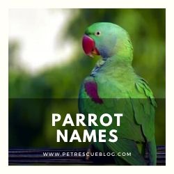 900+ Best Bird Names For Budgies, Parrots, Cockatiel