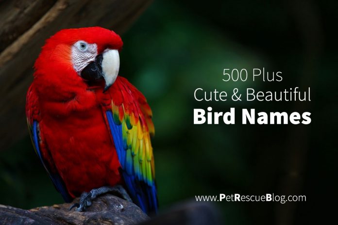 900+ Best Bird Names For Budgies, Parrots, Cockatiel