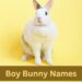500+ Bunny Names For Your Pet Rabbit