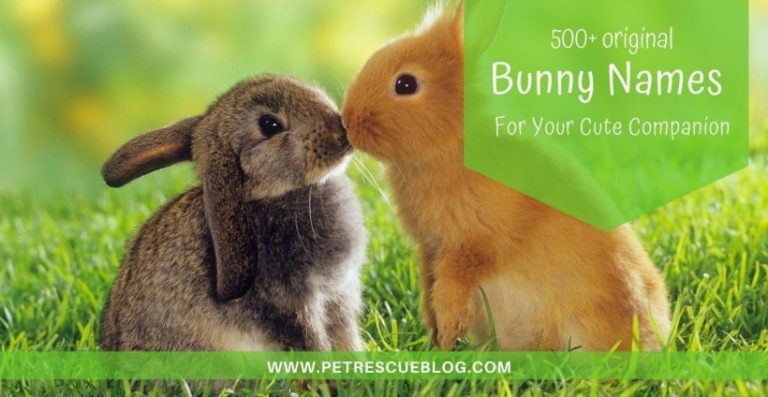 500+ Bunny Names For Your Pet Rabbit