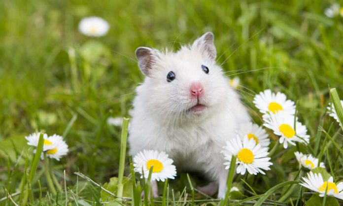 300+ Male And Female Hamster Names