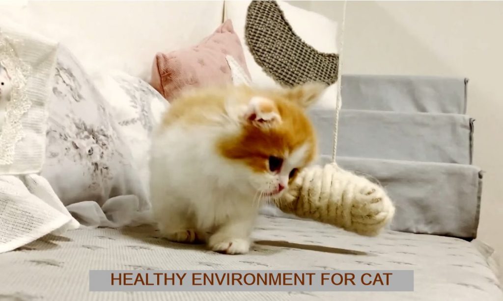 10 Tips To Keep The Environment Healthy For Your Cat