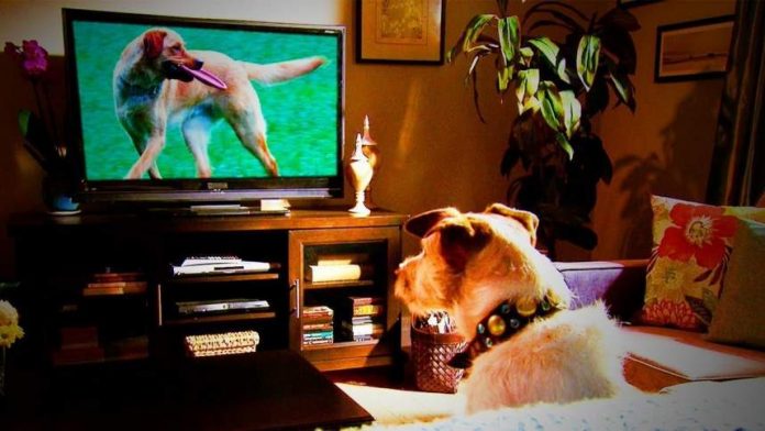 The Best Dog TV Shows To Watch With Your Pet