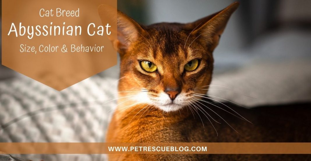 Abyssinian Cat - Size, Color, lifespan and all You Need to Know | Pet ...