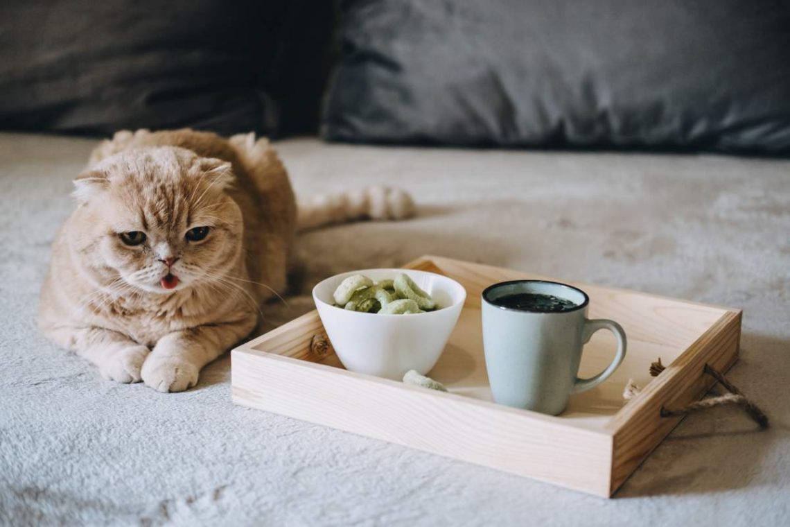 7 Eco-Friendly Pet Products And Why They Matter