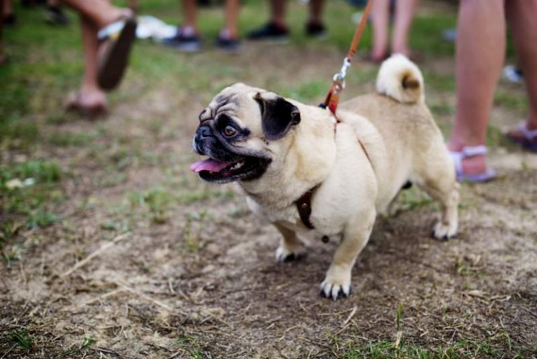 7 Eco-Friendly Pet Products And Why They Matter