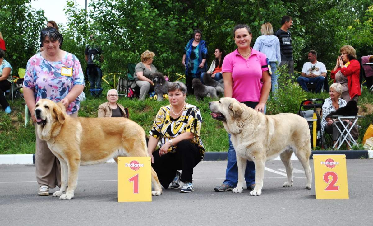 Spanish Mastiff - Great Guard Dog