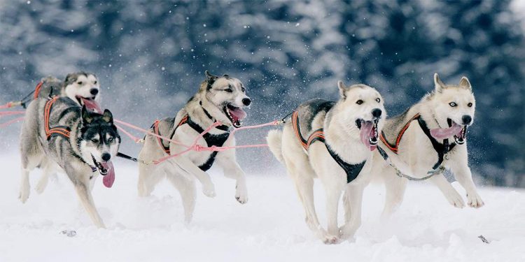 Sled Dogs - Hard Working Breeds