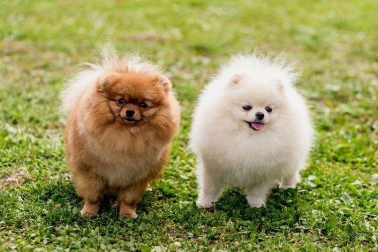 10 Best Cute Small Dog Breeds For Your Apartment