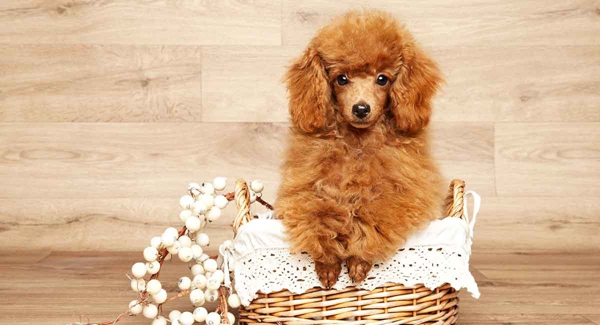 10 Best Cute Small Dog Breeds For Your Apartment