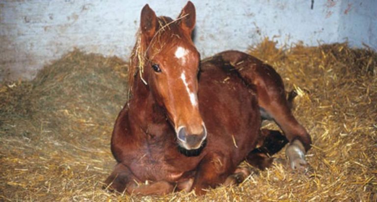 Horse Temperature: When And How To Take It?