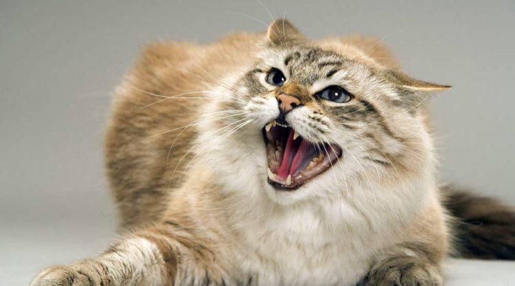 Cat Behavior: Aggressive Cat, How To Deal With It?