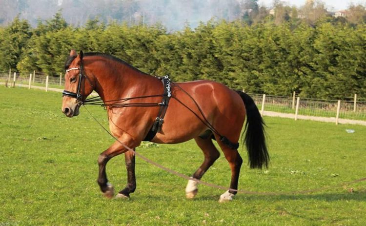Training A Horse: From Breaking Through To Training,