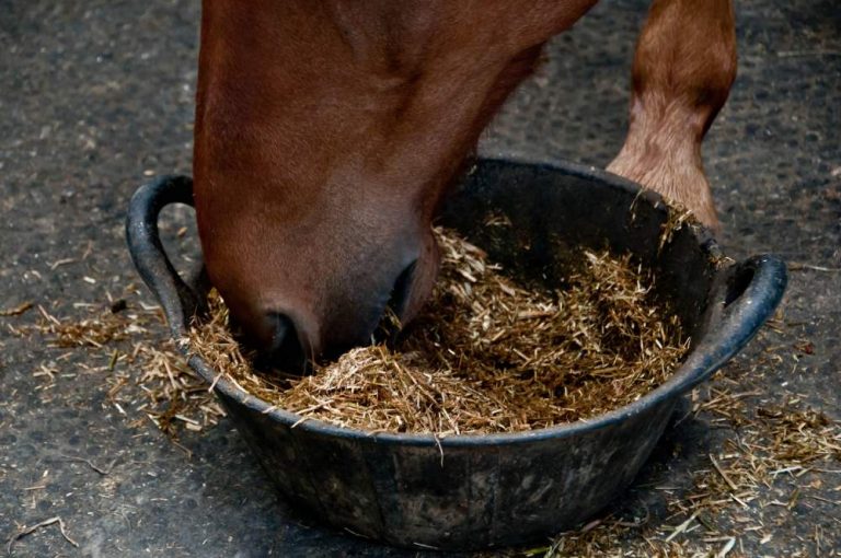 Tips For Feeding Your Horse With Hay Pellets