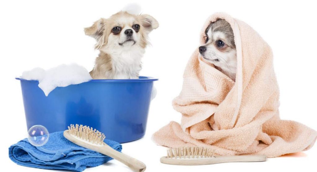 Dog Bathing Tips, How Often Should You Wash Your Dog