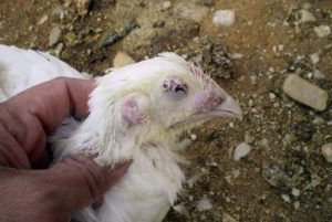 12 Common Chicken Diseases, Symptoms And Treatment