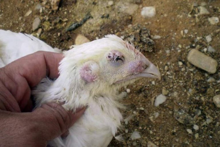 12 Common Chicken Diseases, Symptoms And Treatment