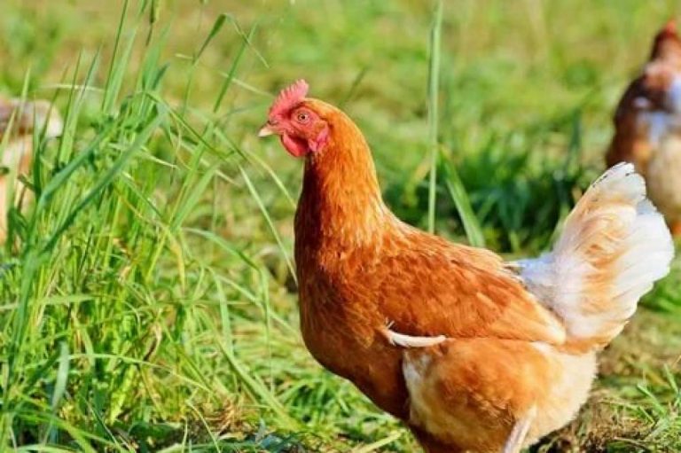 12 Common Chicken Diseases, Symptoms And Treatment
