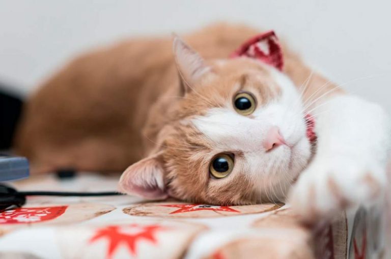 Advice Environmentally Responsible Life With Cats. Don't Use Plastic