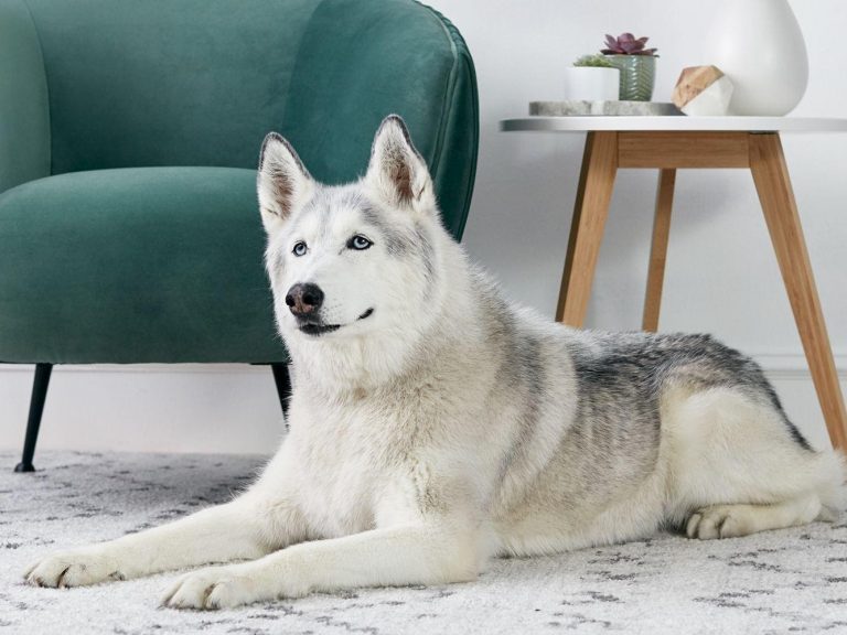 Health Conditions And Proper Care Of Siberian Husky