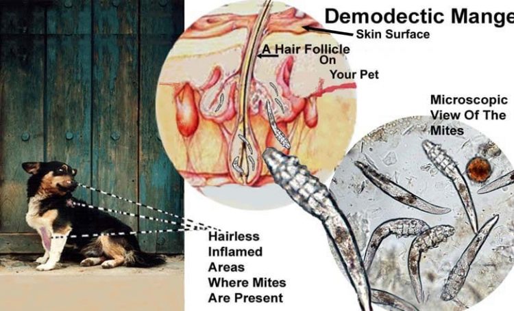 Demodicosis: Symptoms And Treatment