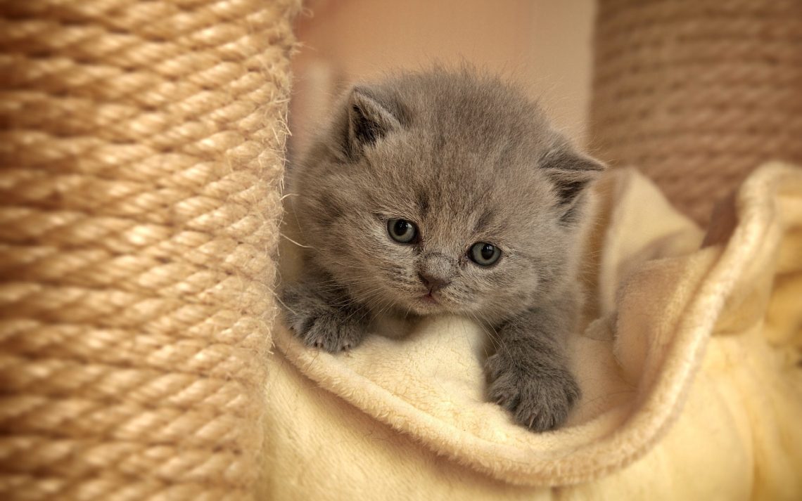 Adopting A Kitten: How, When And At What Age?
