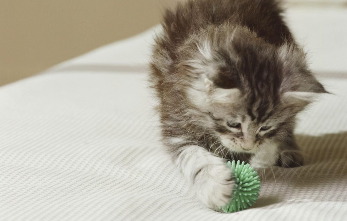 Teaching Your Cat To Fetch (including 6 Step Plan)