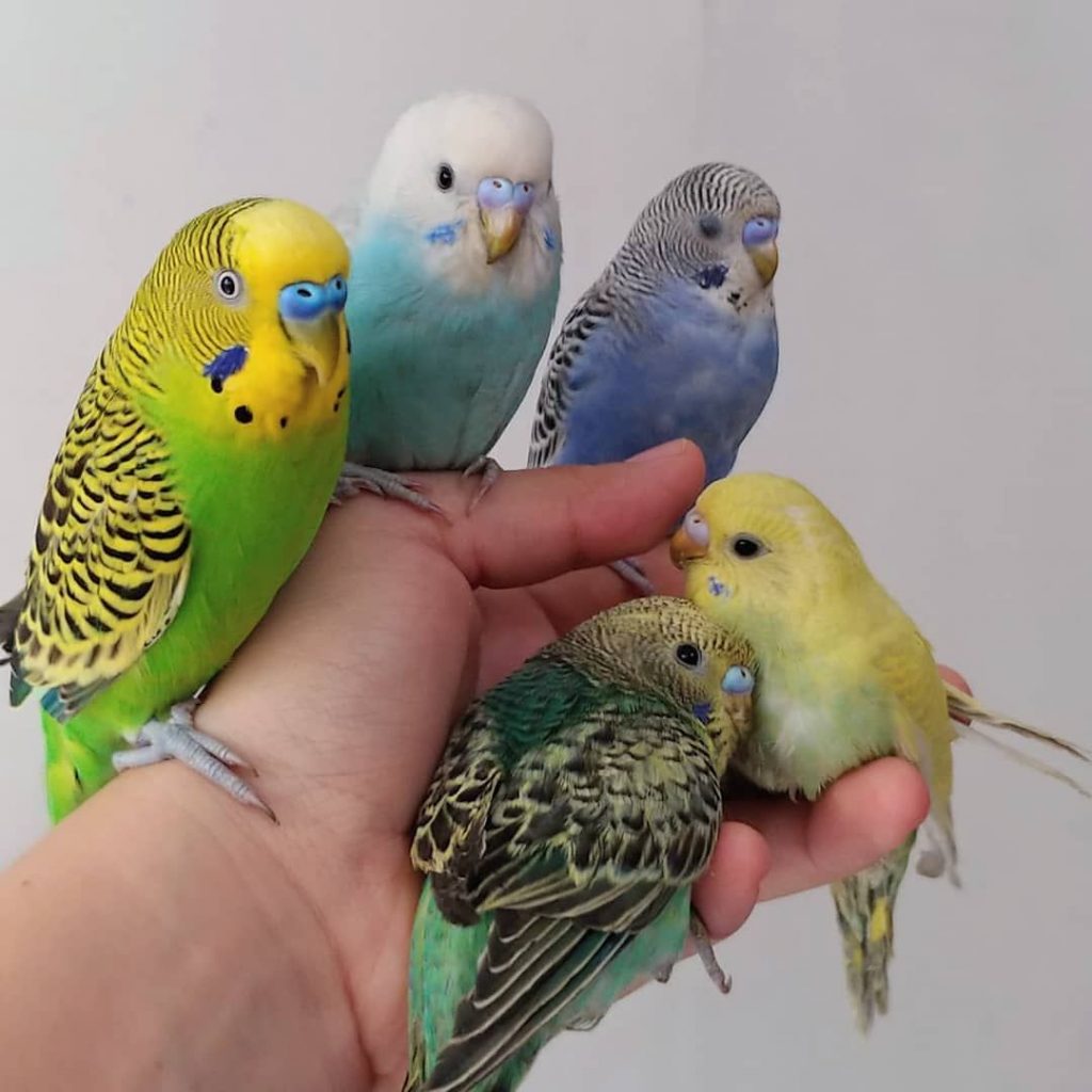 All About The Parakeets Pet Rescue Blog