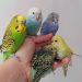 All About The Parakeets Pet Rescue Blog