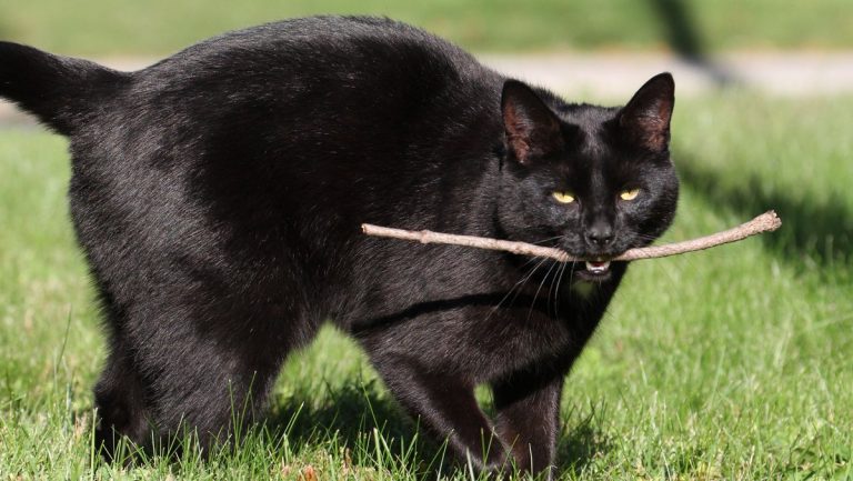 Teaching Your Cat To Fetch (including 6 Step Plan)