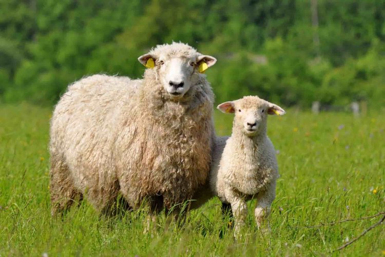 Lists Of Male Female Sheep & Lamb Names