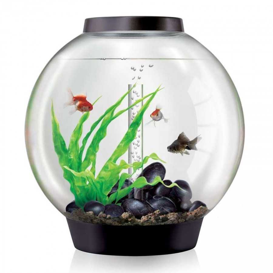 The Best Fish Tanks To Choose (2024)