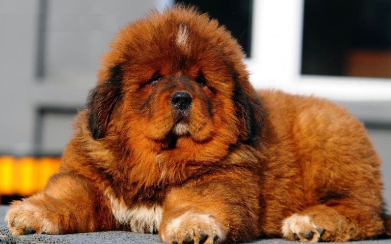10 Breeds Of Furry Dogs