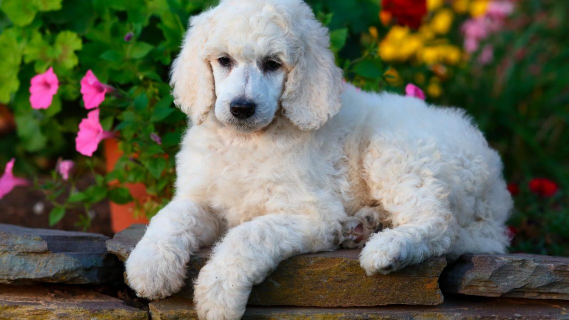 10 Breeds Of Furry Dogs