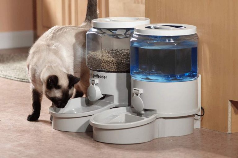 9 Best Cat Food Dispensers Of 2025