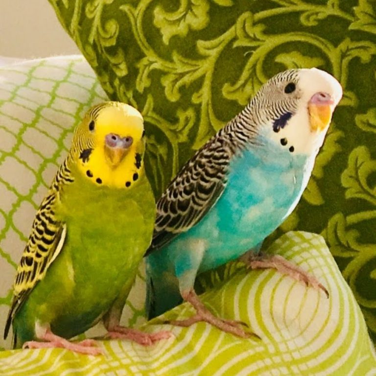 All About The Parakeets Pet Rescue Blog