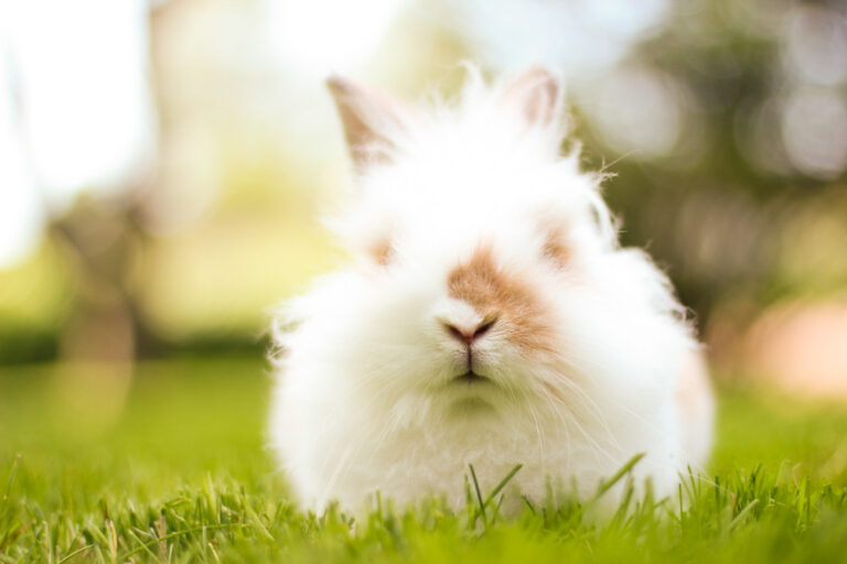 Angora Rabbit: History, Origin, Care And Lifespan
