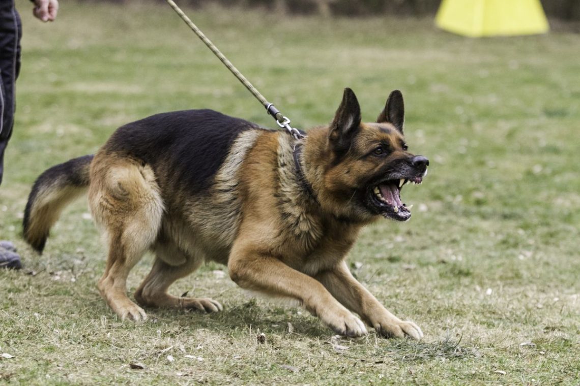 Top Six Ways To Train An Aggressive Dog