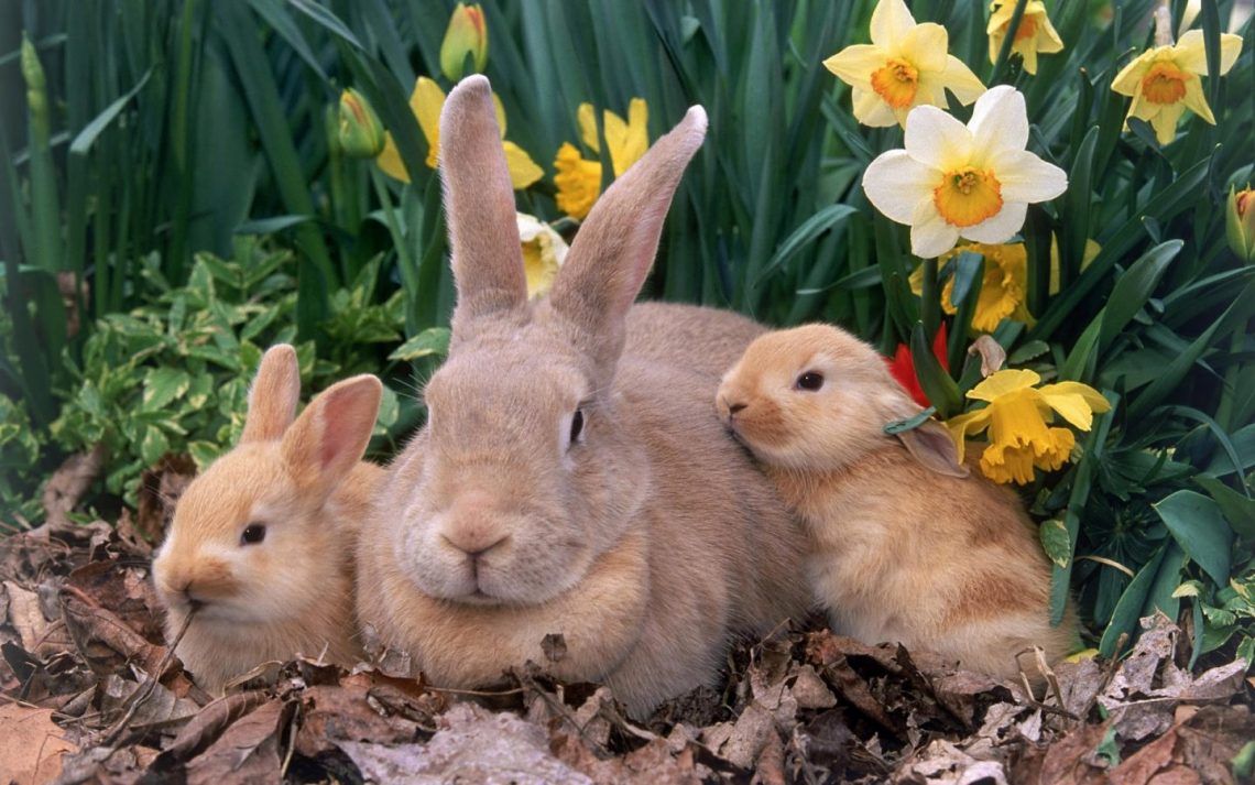 Hair Loss In Rabbits: Molting, Disease Or Serious Cause?