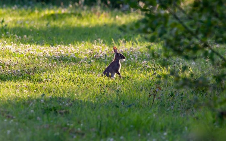 Caring For Rabbits In Warm Weather