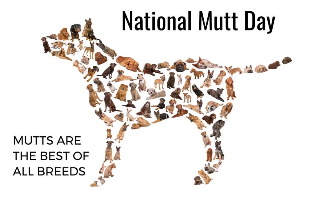 How To Observe National Mutt Day