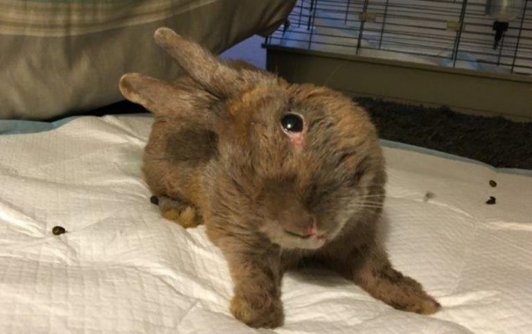 Hair Loss In Rabbits: Molting, Disease Or Serious Cause?